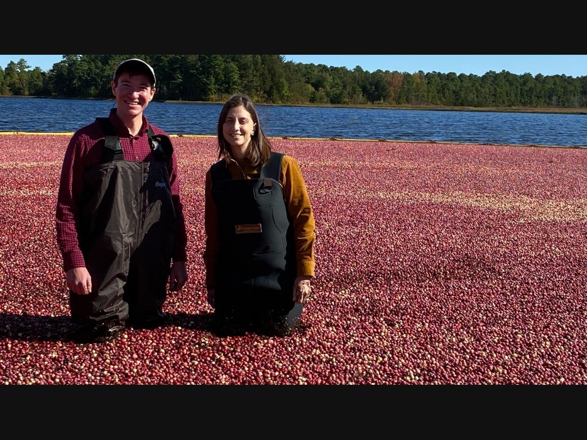 Rutgers Researchers Hard At Work, Trying To Invent A Sweeter Cranberry ...