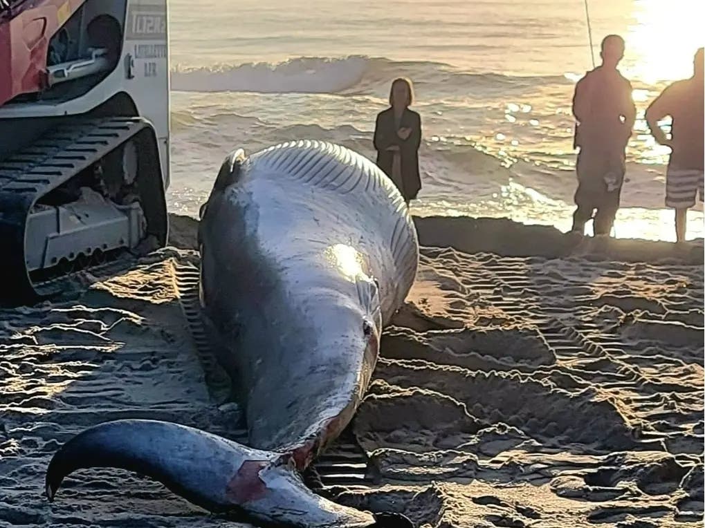 Dead Whale In Raritan Bay Last Week Had Signs Of Infectious Disease ...