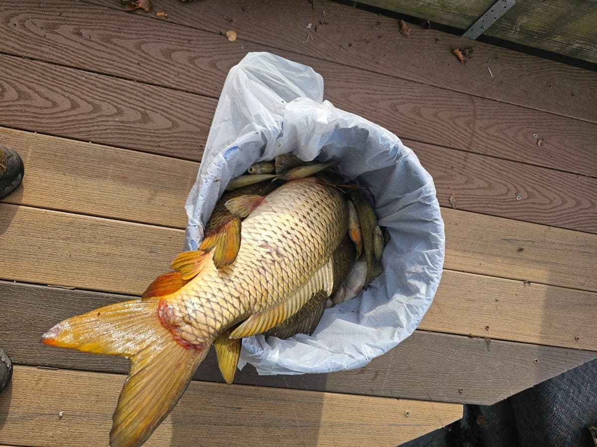 Residents Horrified To See 1,000 Fish Die In Lake Nelson In Piscataway ...