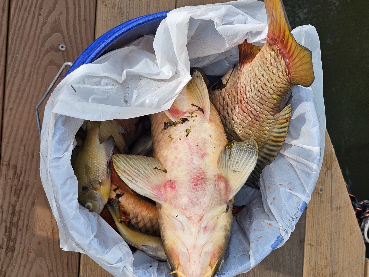 Residents Horrified To See 1,000 Fish Die In Lake Nelson In Piscataway ...
