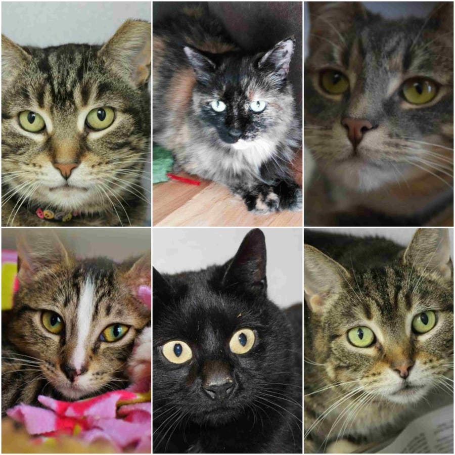 6 Adoptable, Adorable Cats In Somerset County | Hillsborough, NJ Patch