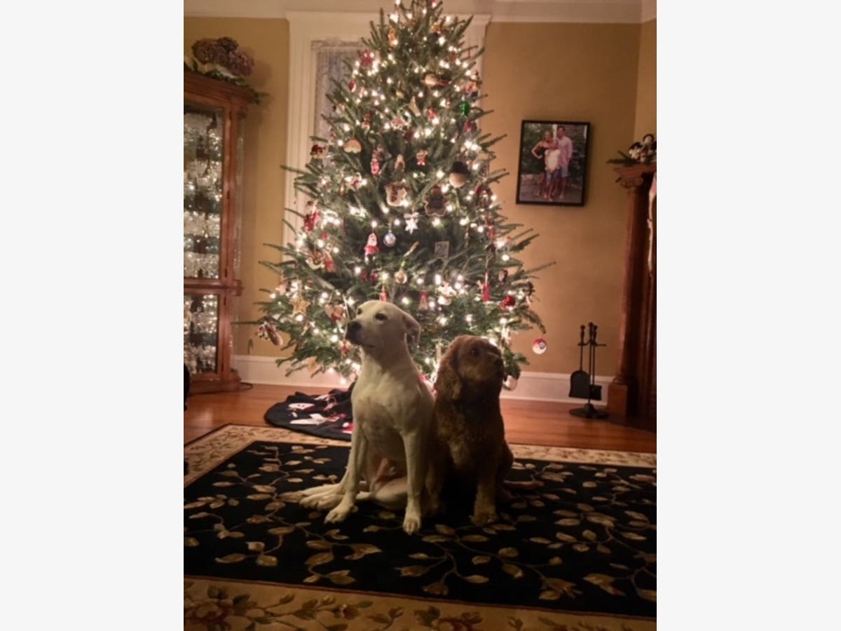 Casey Is Cranford's Pet Of The Week | Cranford, NJ Patch