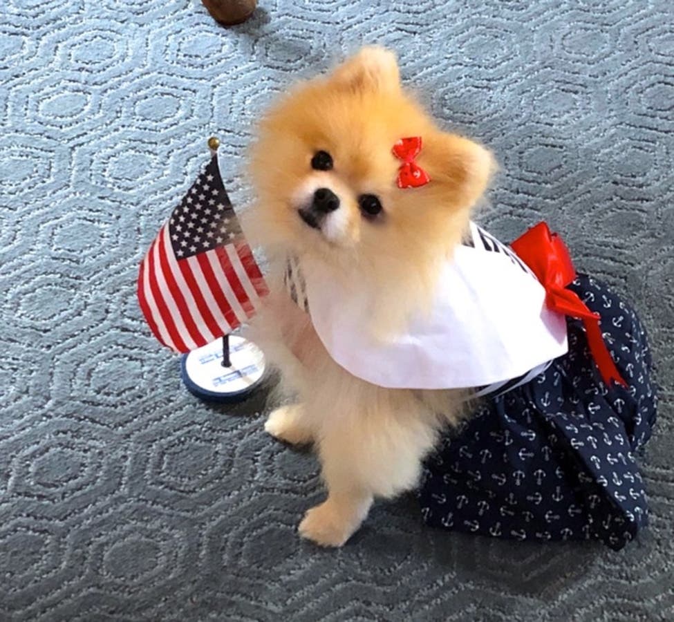 Mookie Bear Is Warren's Pet Of The Week | Warren, NJ Patch