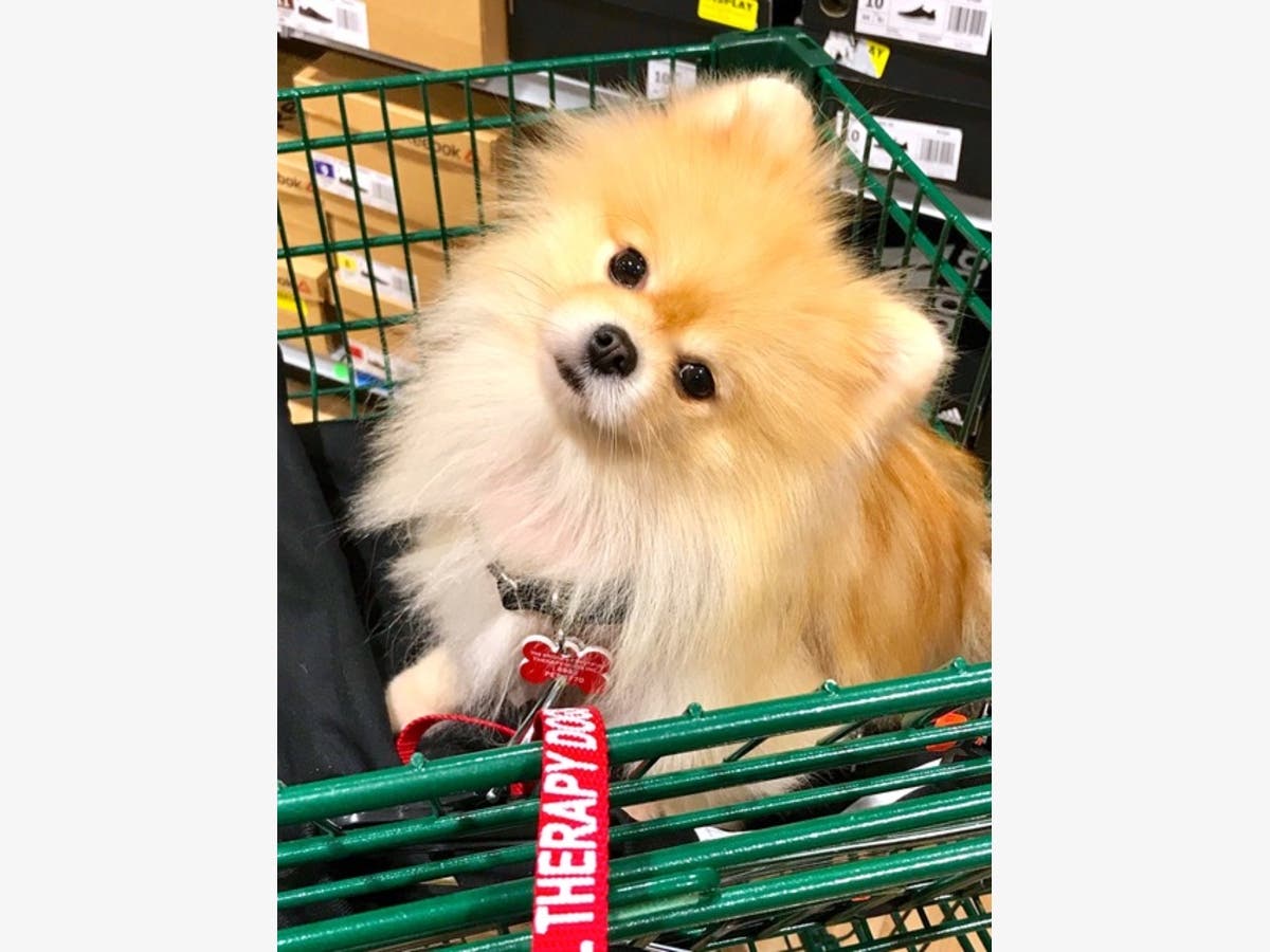 Mookie Bear Is Warren's Pet Of The Week | Warren, NJ Patch
