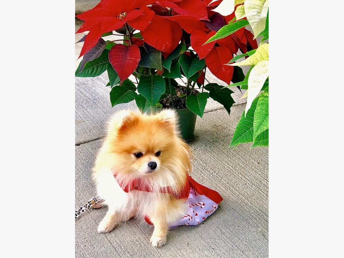Mookie Bear Is Warren's Pet Of The Week | Warren, NJ Patch