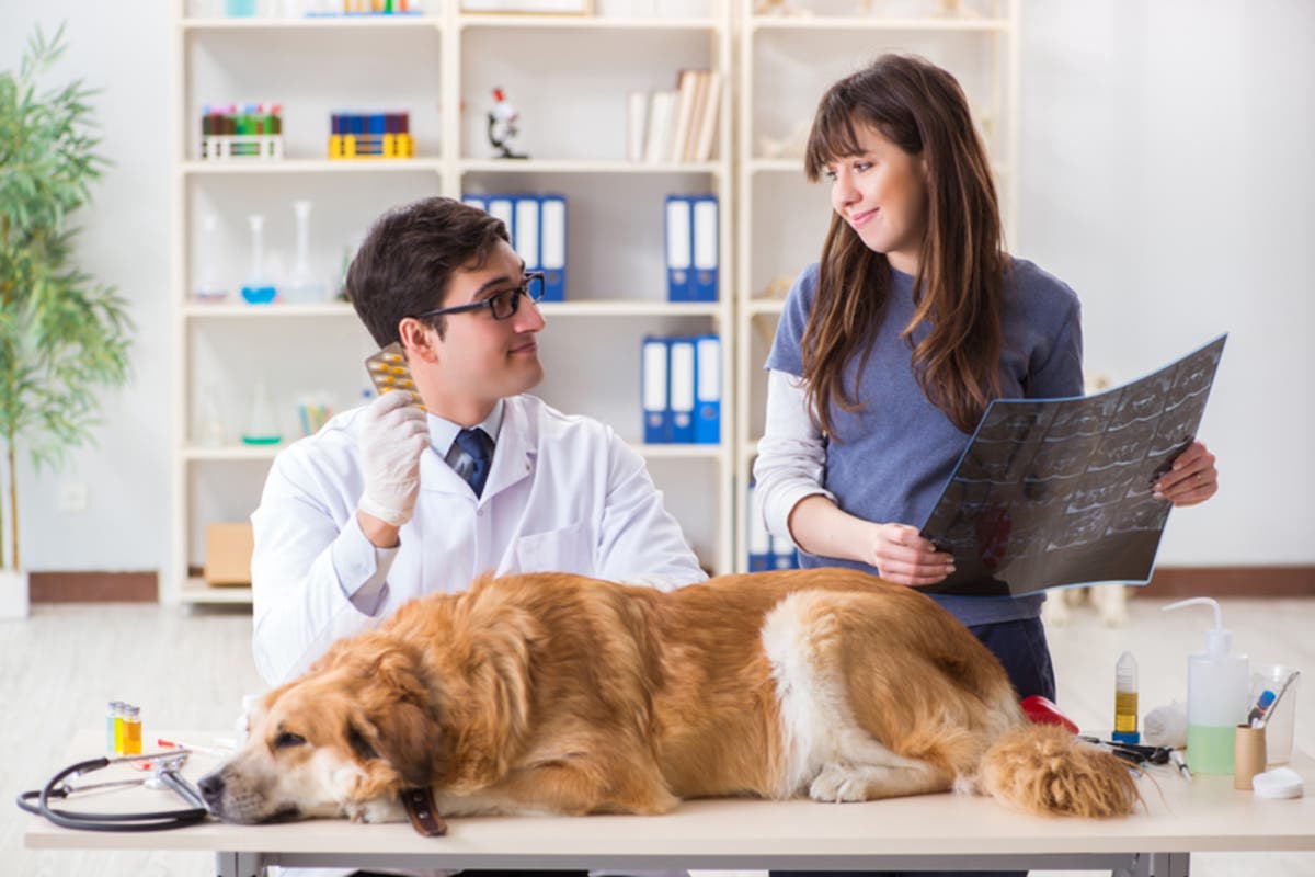 Westfield Veterinary Group Opens New Hospital | Westfield, NJ Patch