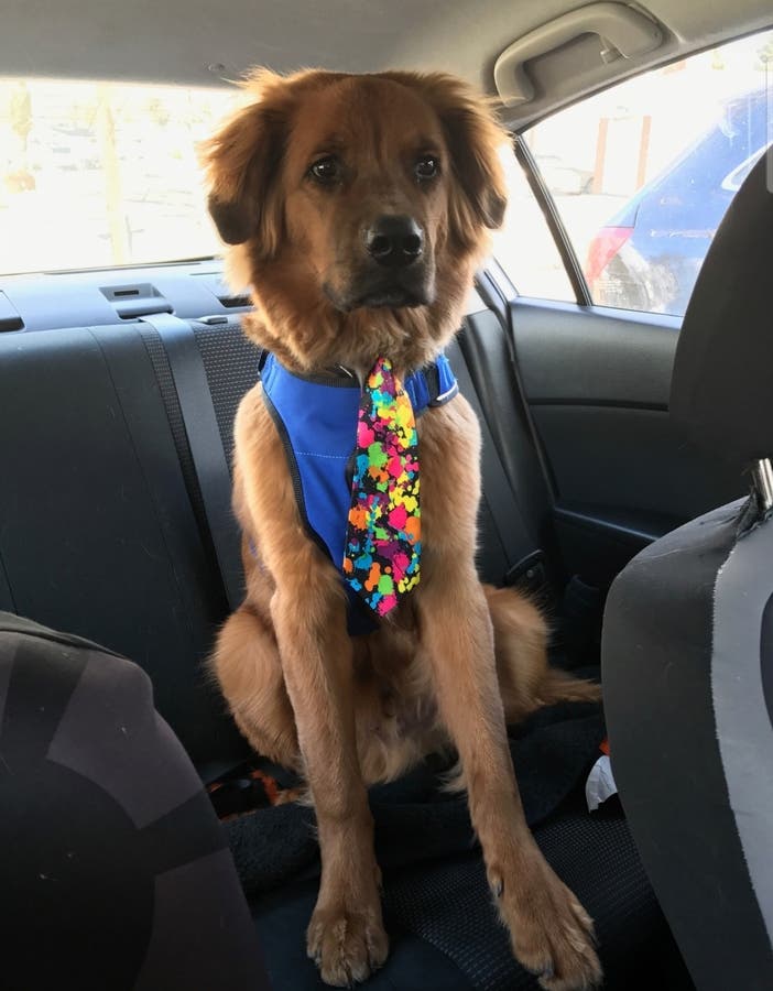 Princeton Is Springfield's Pet Of The Week | Springfield, NJ Patch