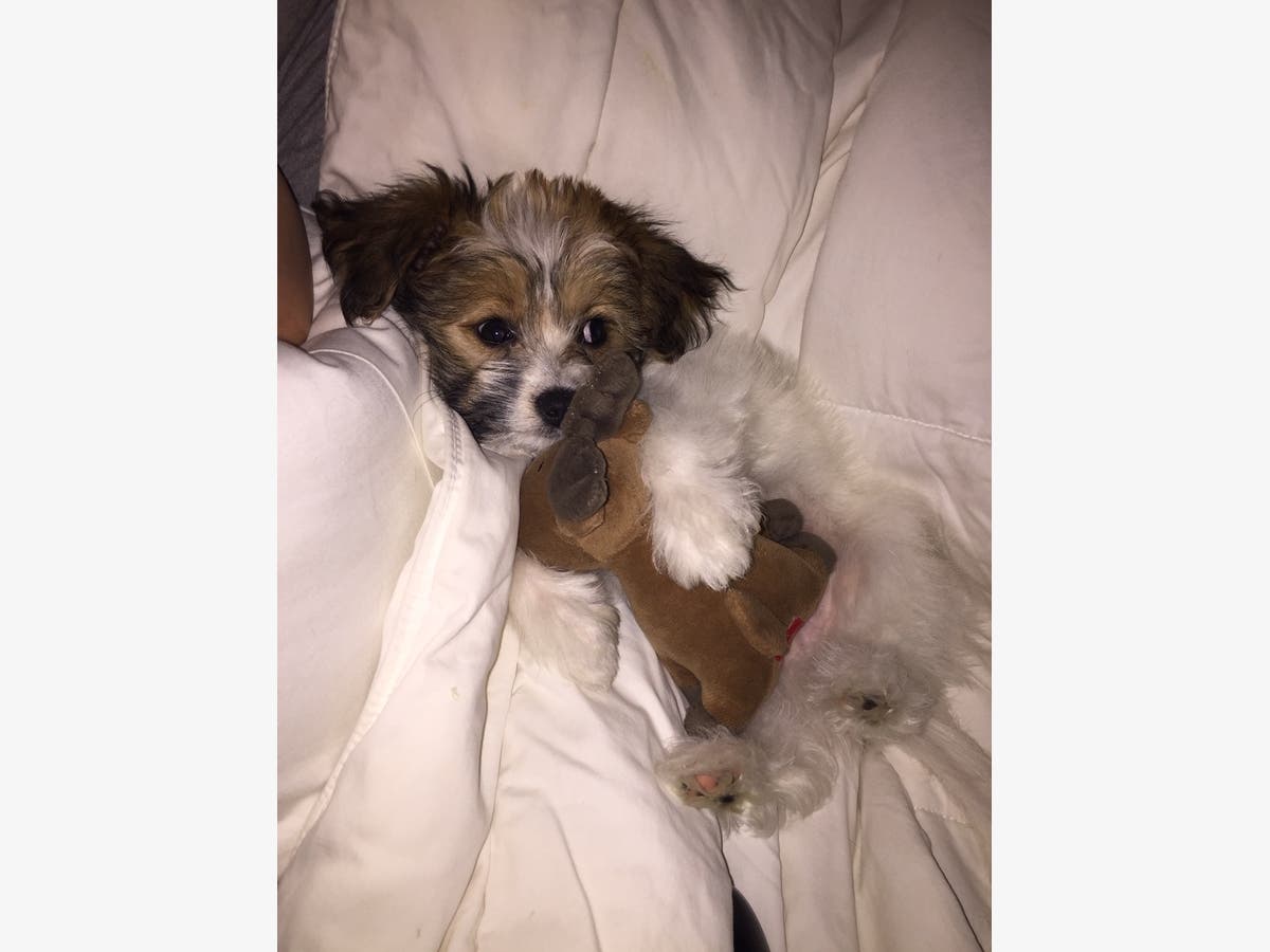 Nicky Is Clark-Garwood's Pet Of The Week | Clark, NJ Patch