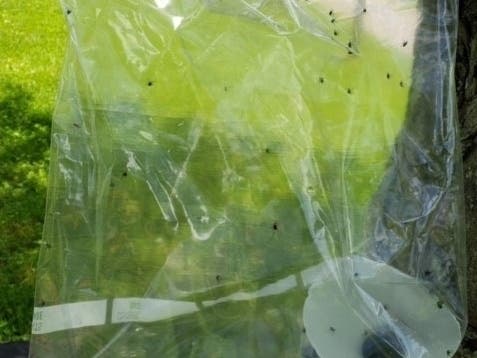 60 Spotted Lanternfly Traps Installed At Basking Ridge Parks | Basking ...