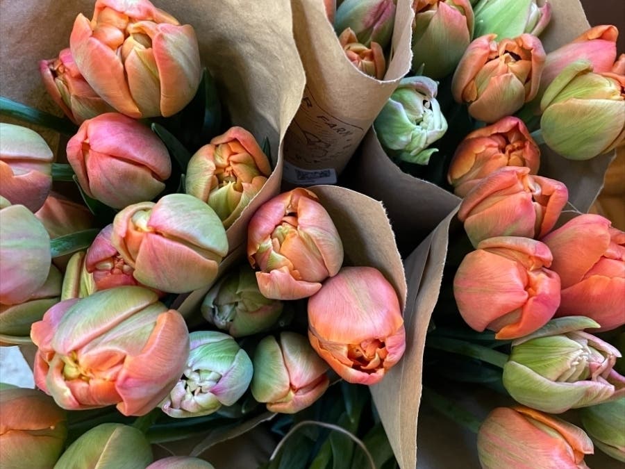Locally, Sustainably Grown Tulips Bloom At Somerset Co.'s Flower Farm ...