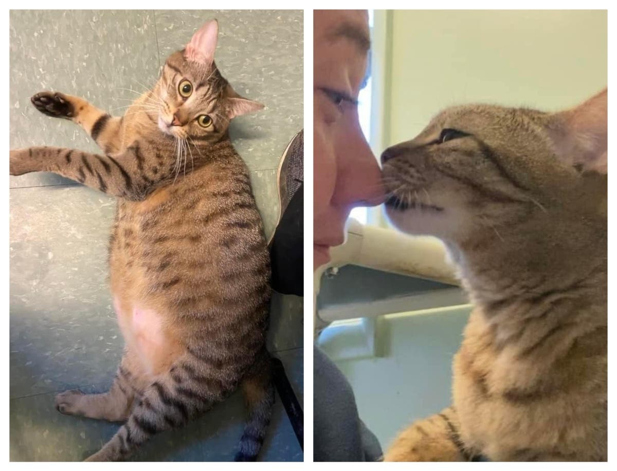 Cat In Somerset Shelter For More Than Half Her Life Needs Forever Home ...
