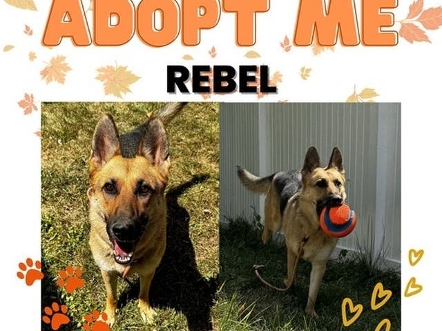 Stray Dog Found At Train Station, Now Up For Adoption In Basking Ridge ...