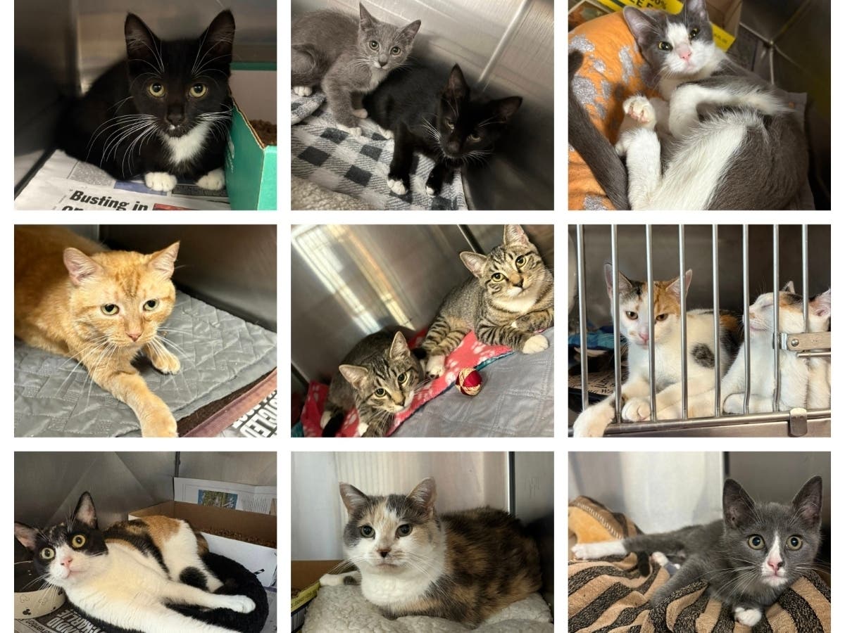 'Full House' Of Cats, Kittens Up For Adoption At Somerset Regional ...