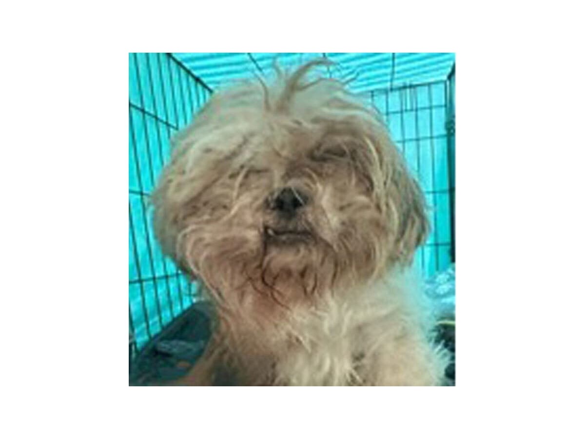 Dog Found In 'Very Rough Shape' On Road In Bridgewater | Bridgewater ...