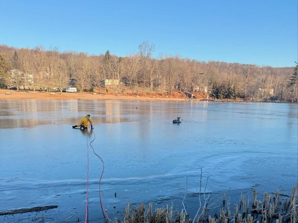 Firefighters Rescue Deer Stuck On Frozen Lake In Watchung | Watchung ...