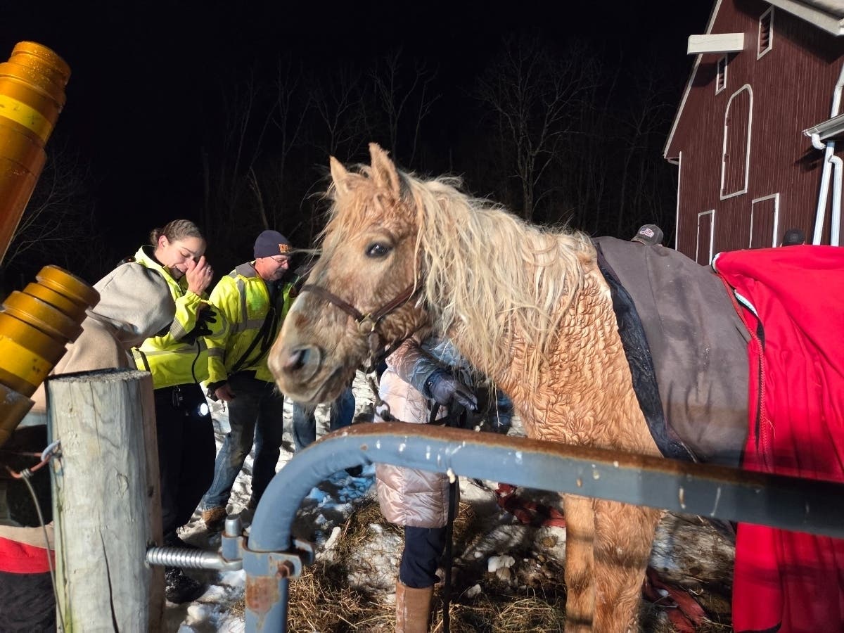 Firefighters Rescue Fallen Horse In Snow In Hunterdon County ...
