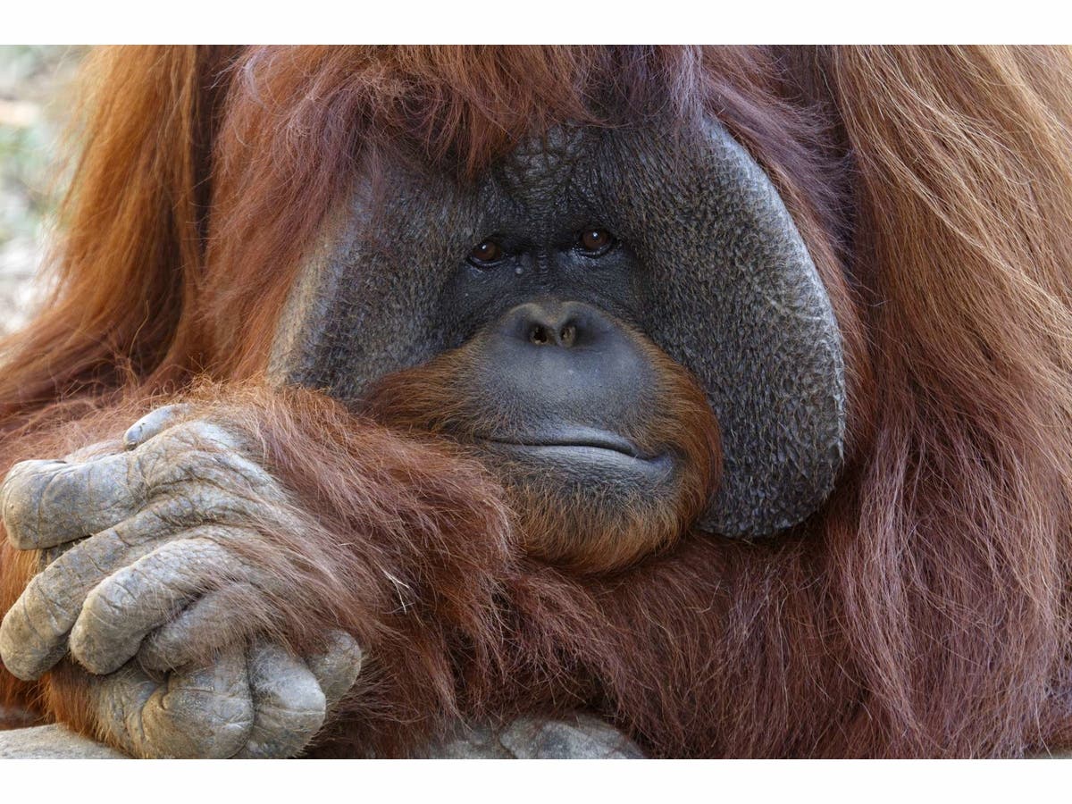 Chantek, Sign-Language Using Orangutan At Zoo Atlanta, Dies ...