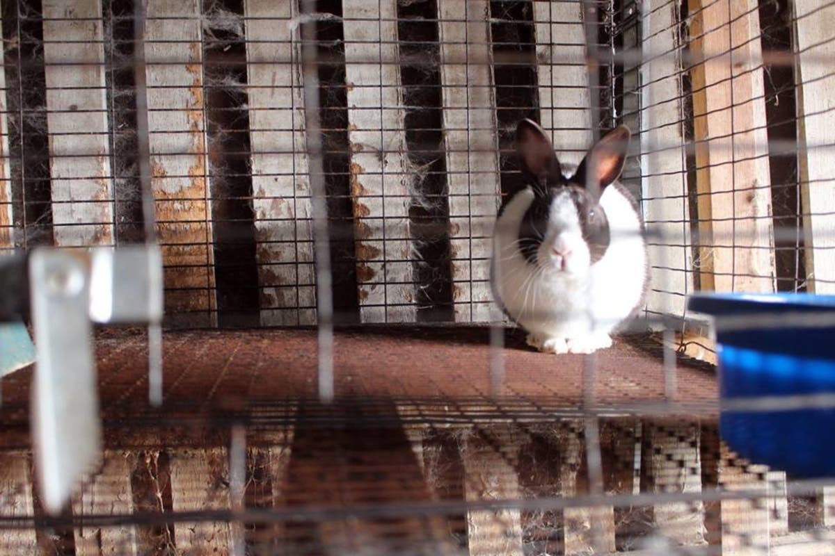 SPCA Rescues 30 Rabbits In Lower Makefield | Yardley, PA Patch