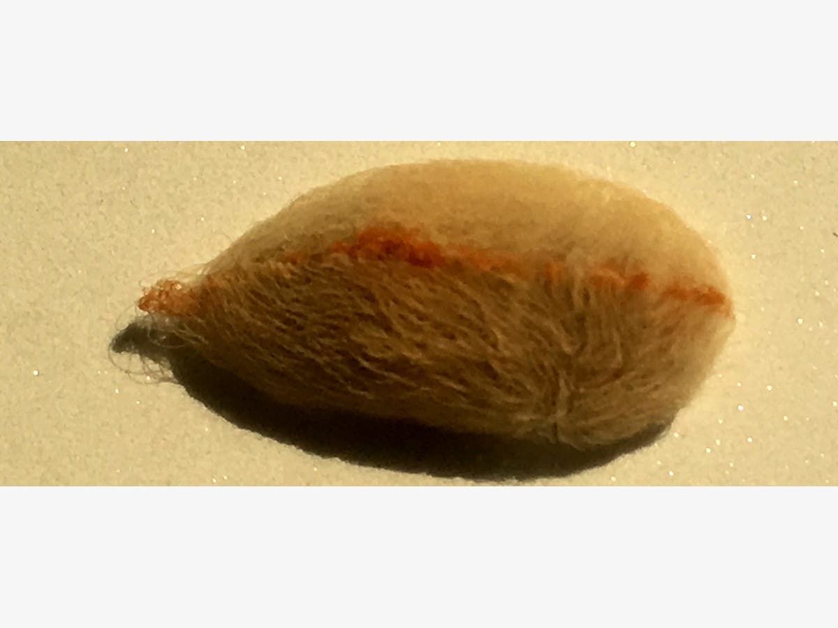 Austin Zoo Warns Of Venomous 'Asp Caterpillar' Making Presence Known ...