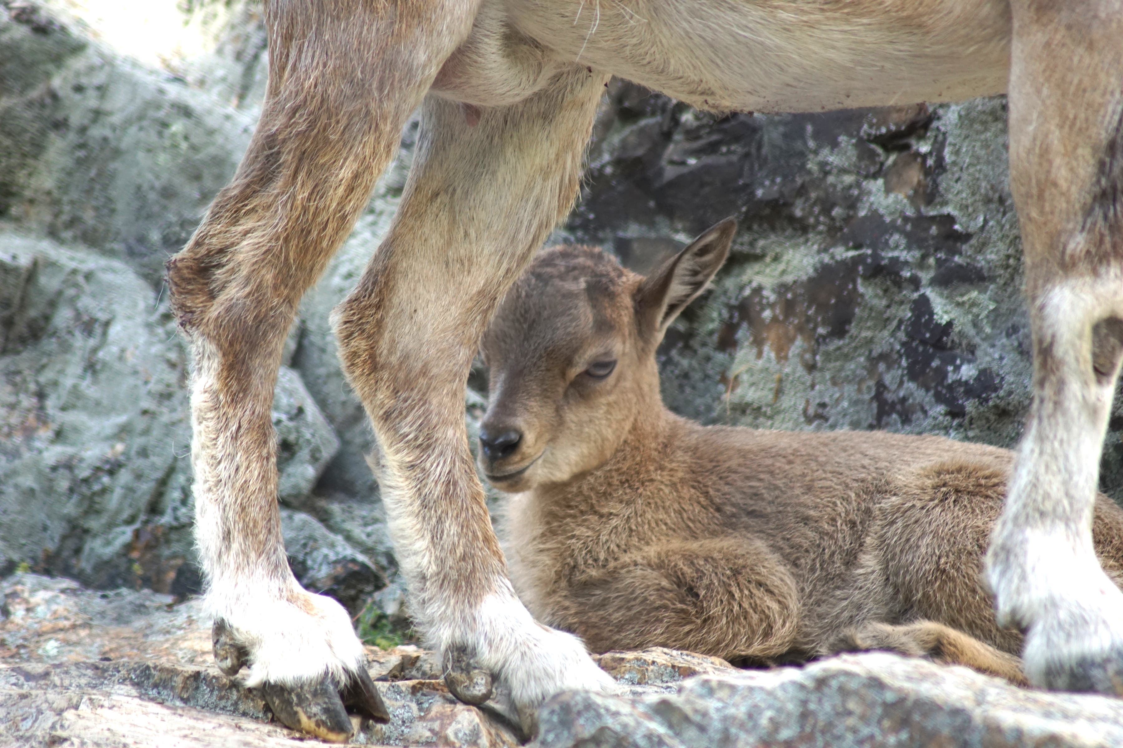 PHOTOS: Stone Zoo Welcomes Newborn Endangered Mountain Goat | Stoneham ...