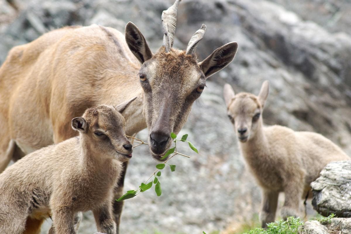 PHOTOS: Stone Zoo Welcomes Newborn Endangered Mountain Goat Twins ...
