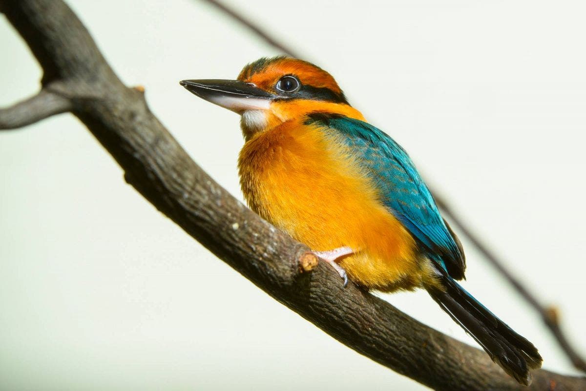 Incredibly Rare Bird Dies at National Zoo in DC | Washington DC, DC Patch