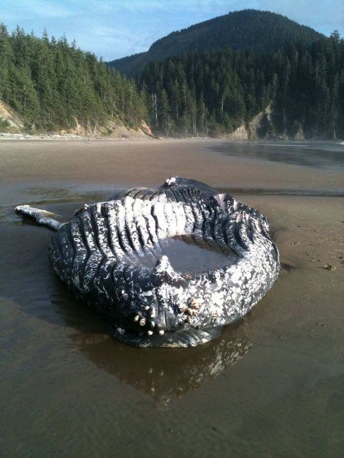 Oregon Coast Whale: What the Tide Brings, it Takes Away... And Brings ...