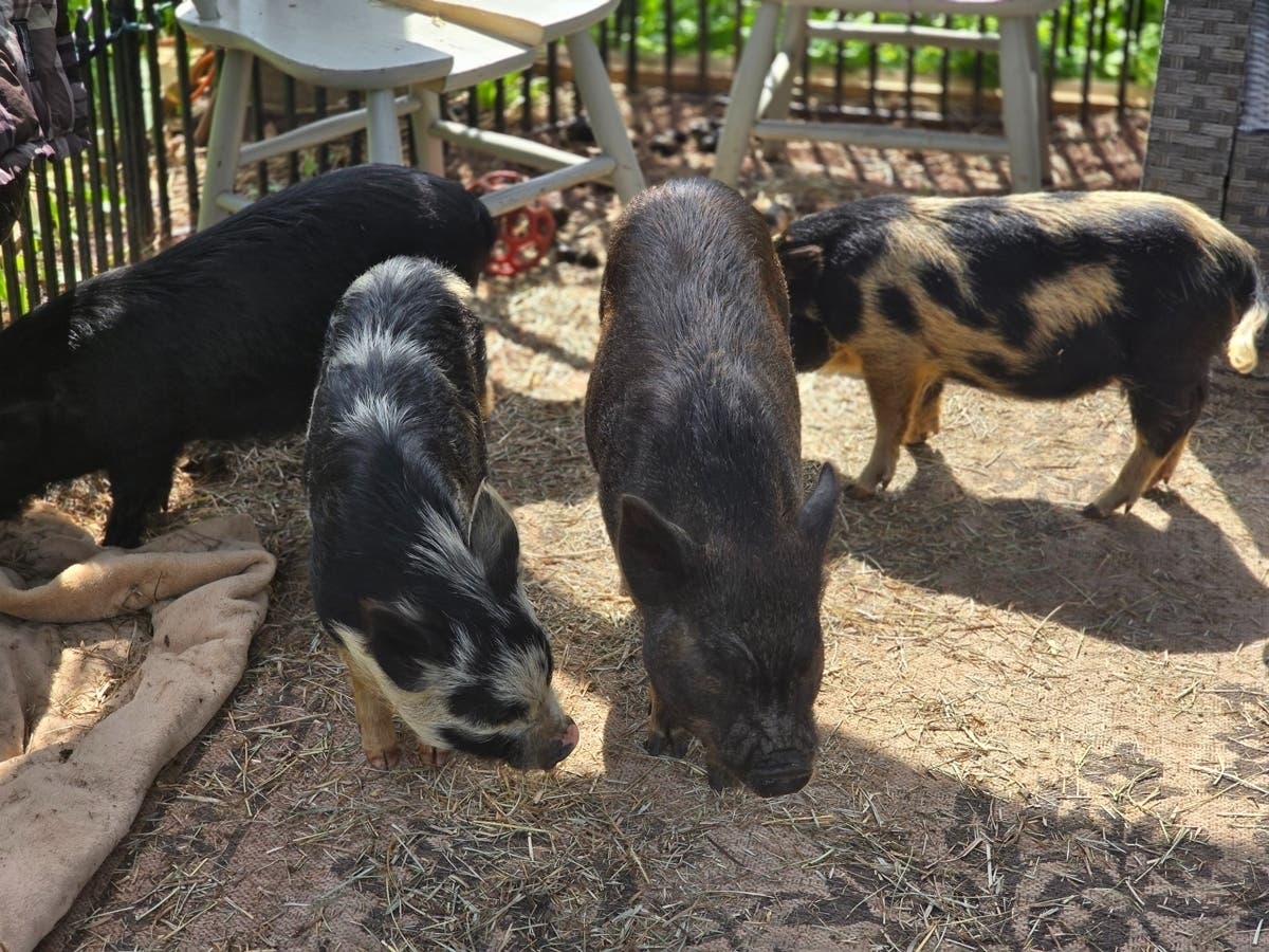 Little Moments Mean the Most at Rose Bridge Farm & Sanctuary | Upper ...