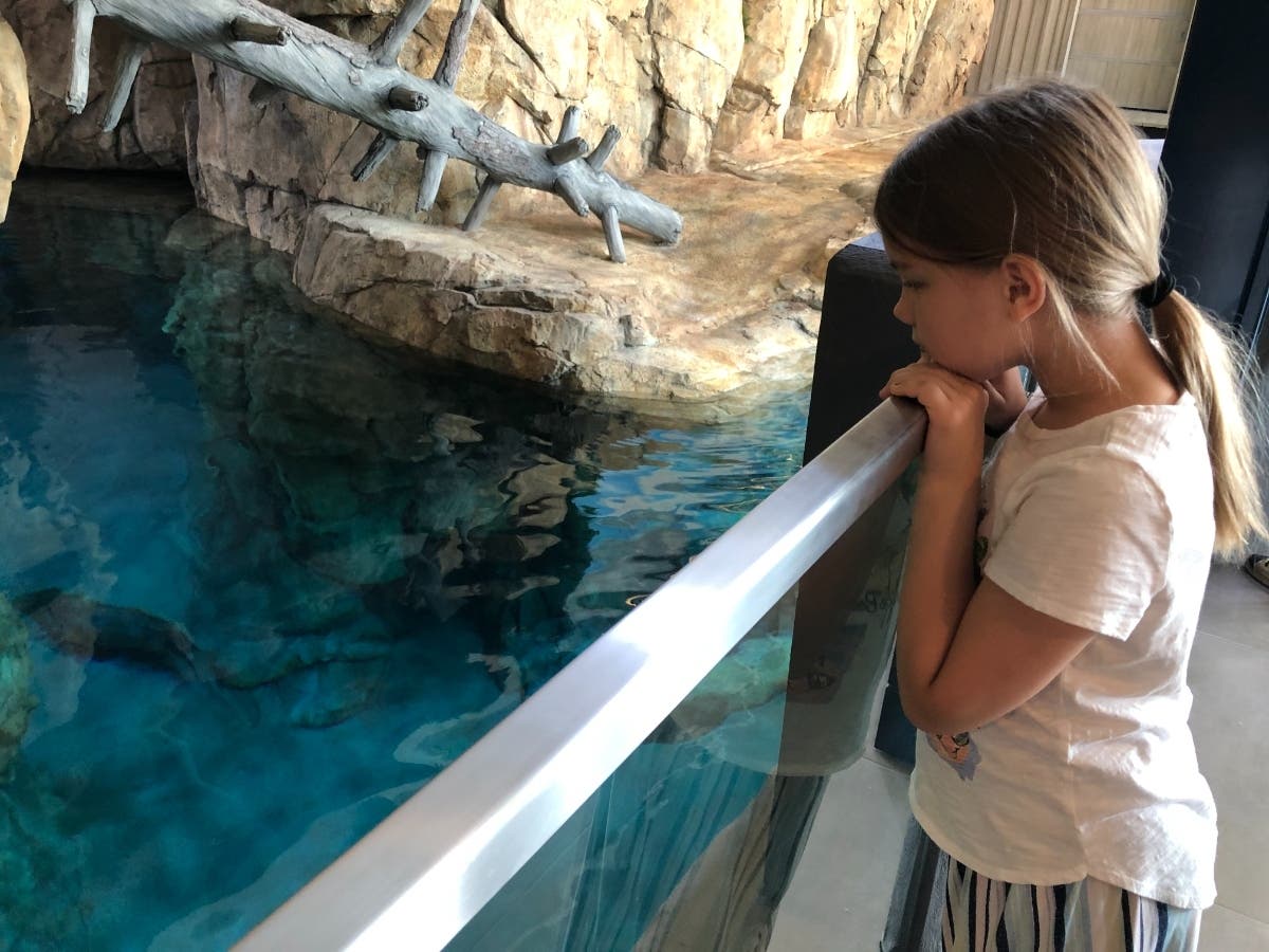 Massive New Seal Exhibit Unveiled At Norwalk's Maritime Aquarium ...