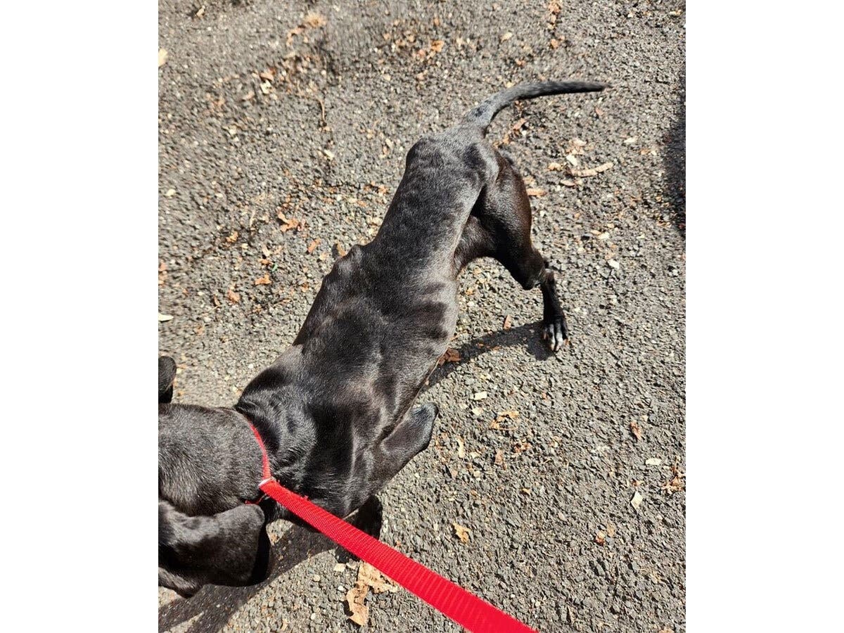 Emaciated Dog Found In Naugatuck, Info Sought: Animal Control ...