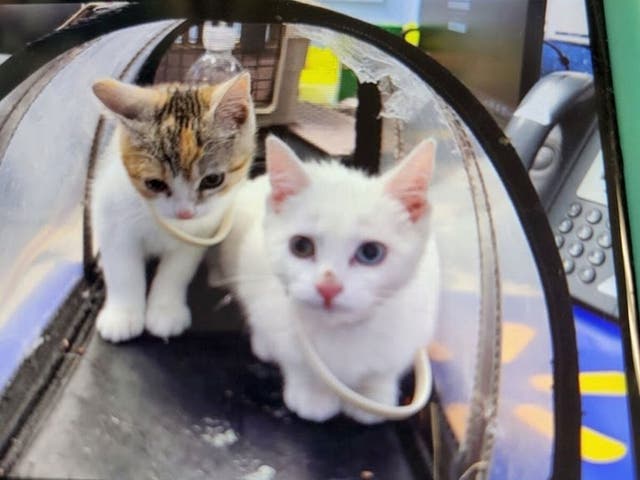Abandoned Kittens Found In Shelton Walmart Bathroom, Reward Issued ...