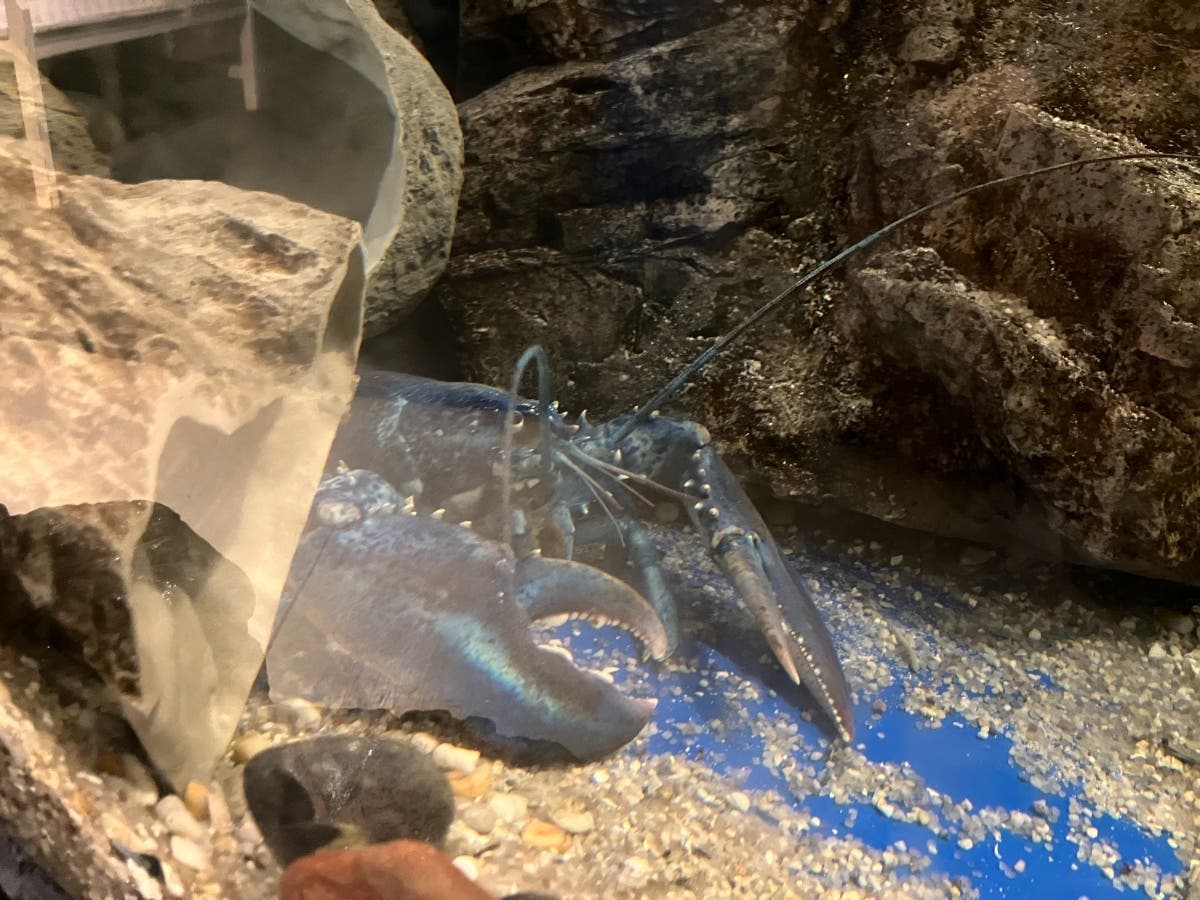 Rare Blue Lobster, Parrot Among New Animals At The Maritime Aquarium In ...