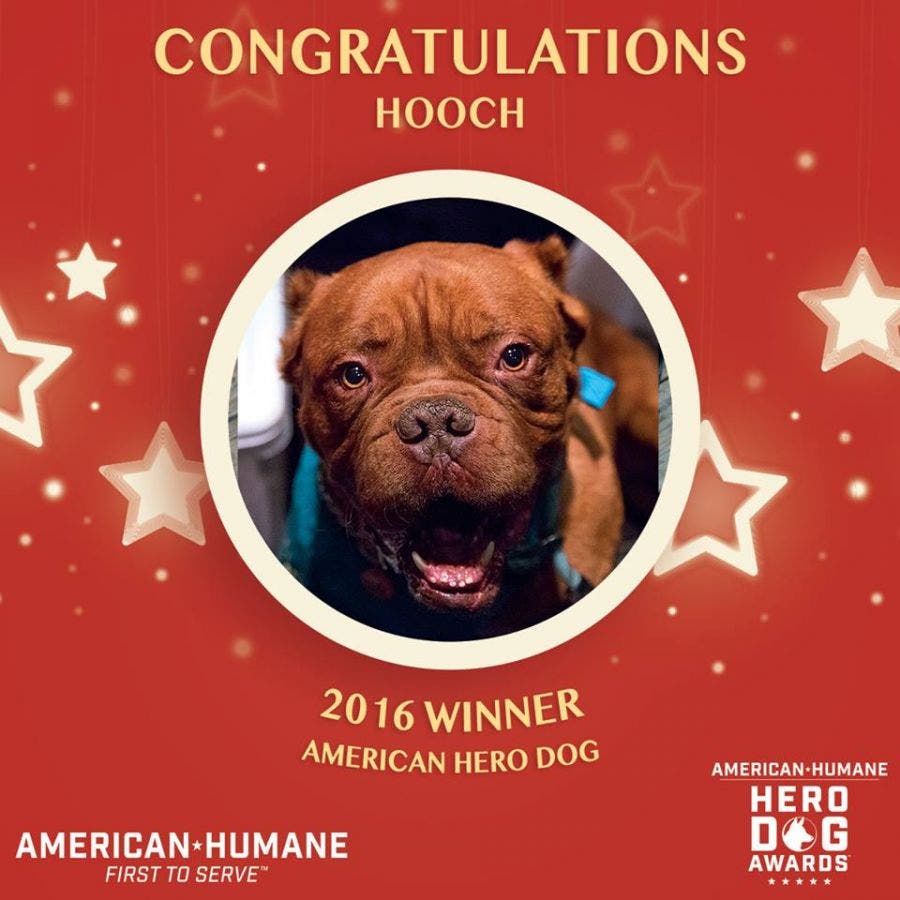 Therapy Dog Selected in Beverly Hills as American Hero Dog of 2016 ...