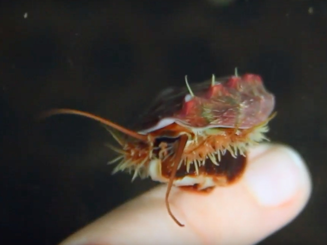 White Abalone, Facing Extinction, To Be Released Into SoCal Ocean ...