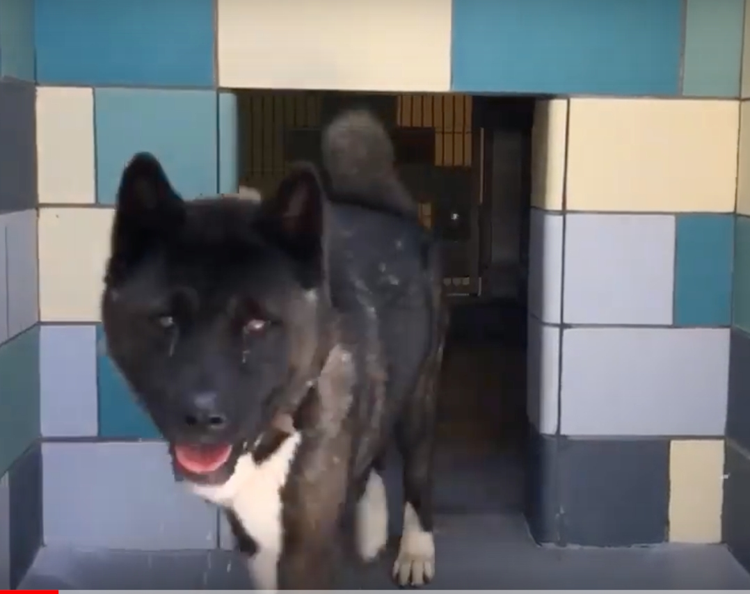 Dog Attacks Girl, 7, At Menifee Area Animal Rescue | Murrieta, CA Patch