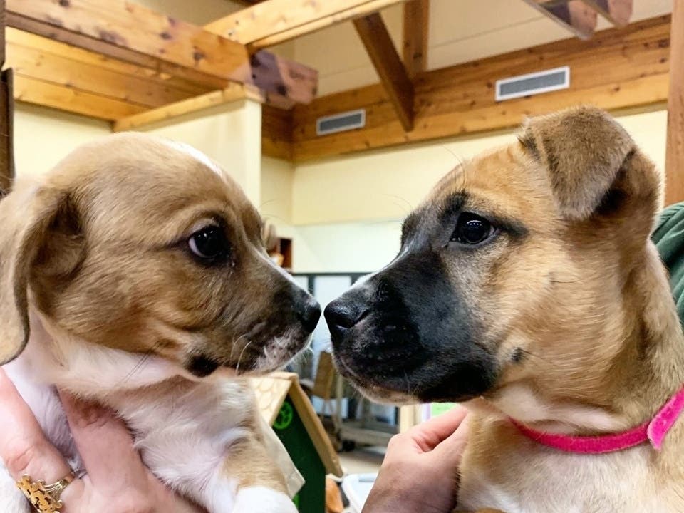 HAWS Gets 100 Dogs, Cats From Oklahoma Storm Country | Waukesha, WI Patch