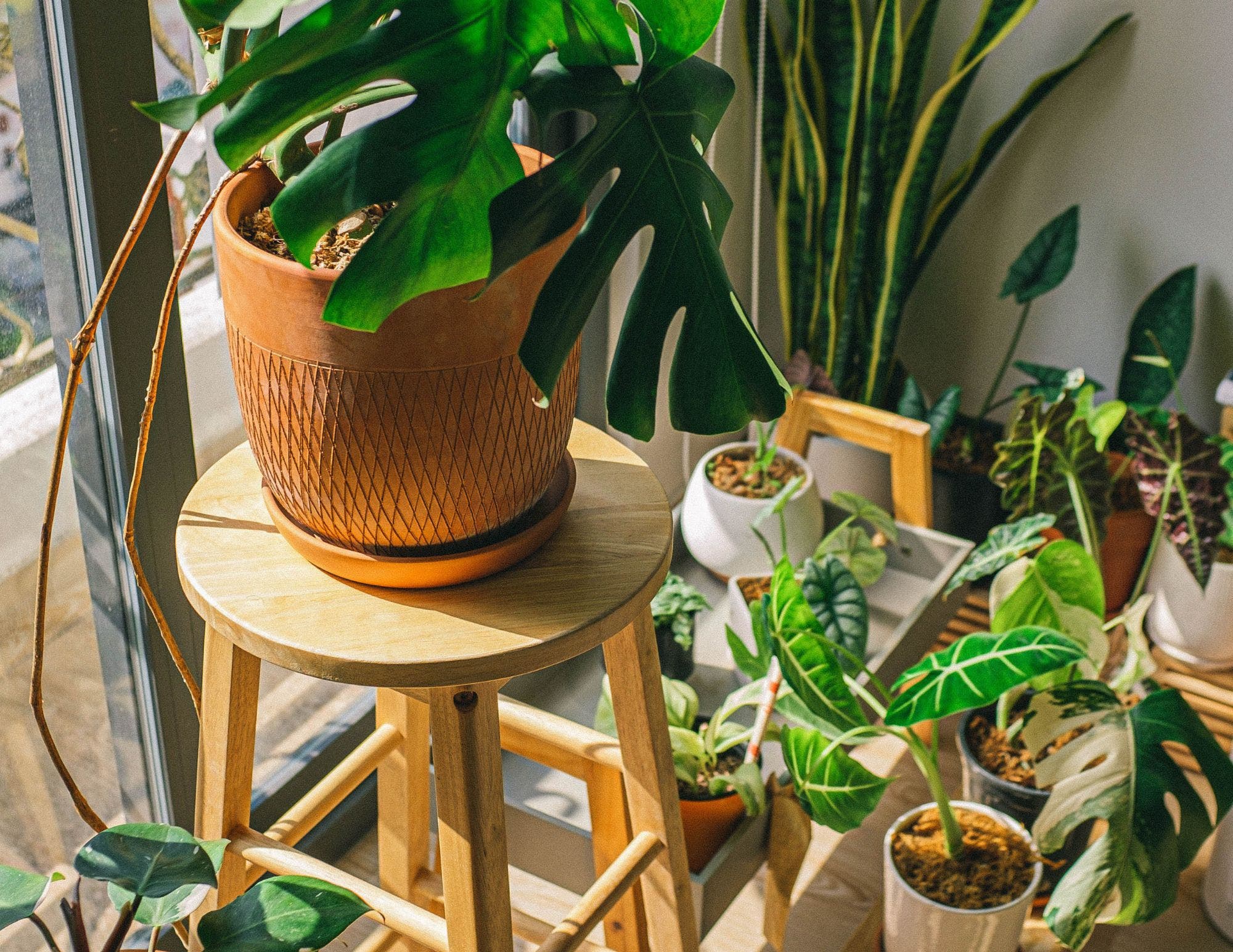 Dec 4 | Rutgers Master Gardeners: Happy Healthy Houseplants | Chatham ...