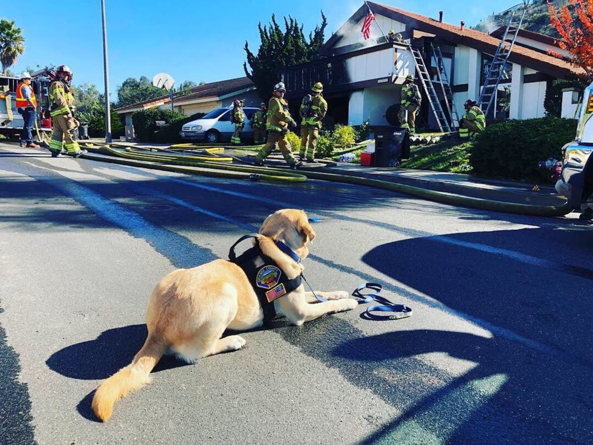 A Dog Named Freedom Joins OC Fire Authority Arson Task Force | Lake ...