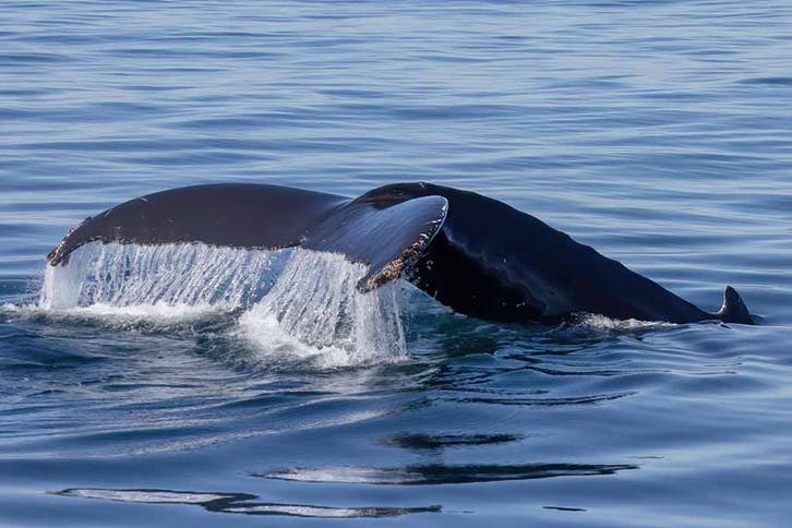 Humpback Whales Grace Laguna Beach Coastline | Laguna Beach, CA Patch