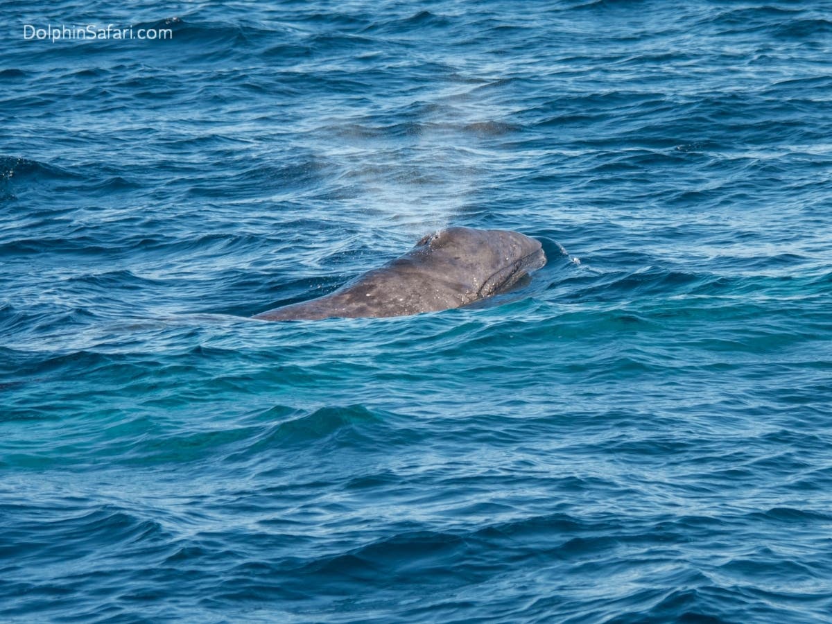 Mom, Baby Gray Whale Spotted Off Dana Point: Heart-Shaped Spout ...