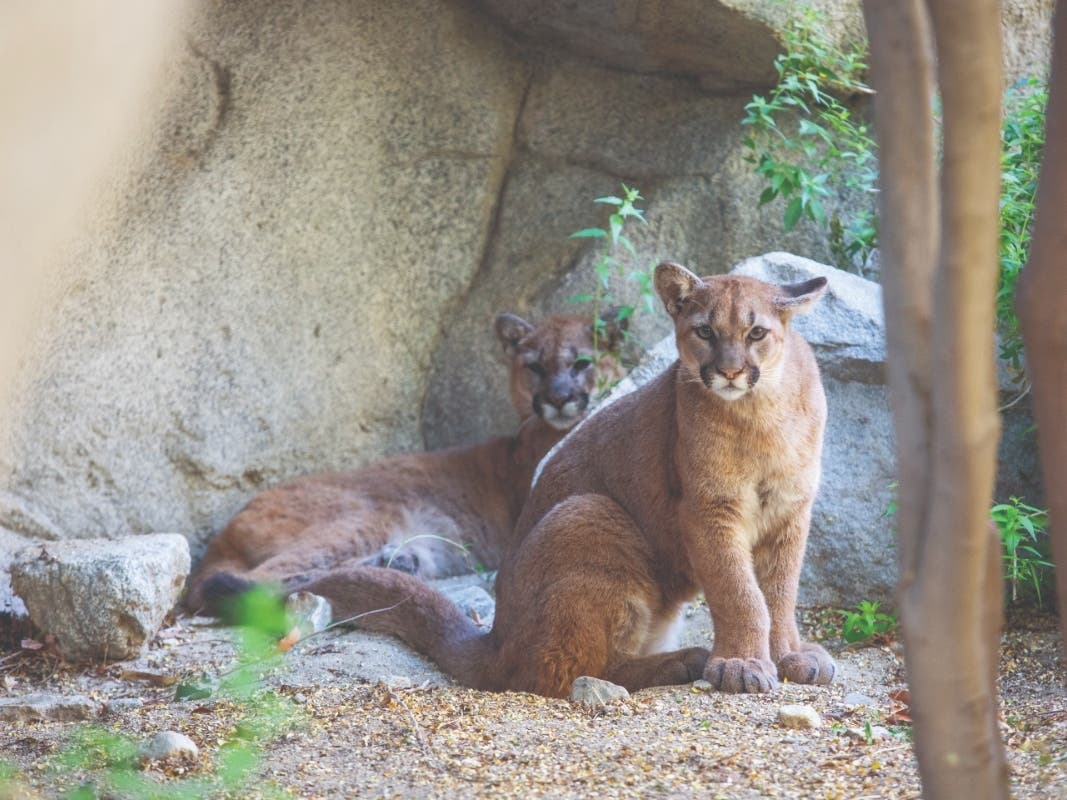 2 NorCal Mountain Lions Thriving At Living Desert Zoo And Gardens ...