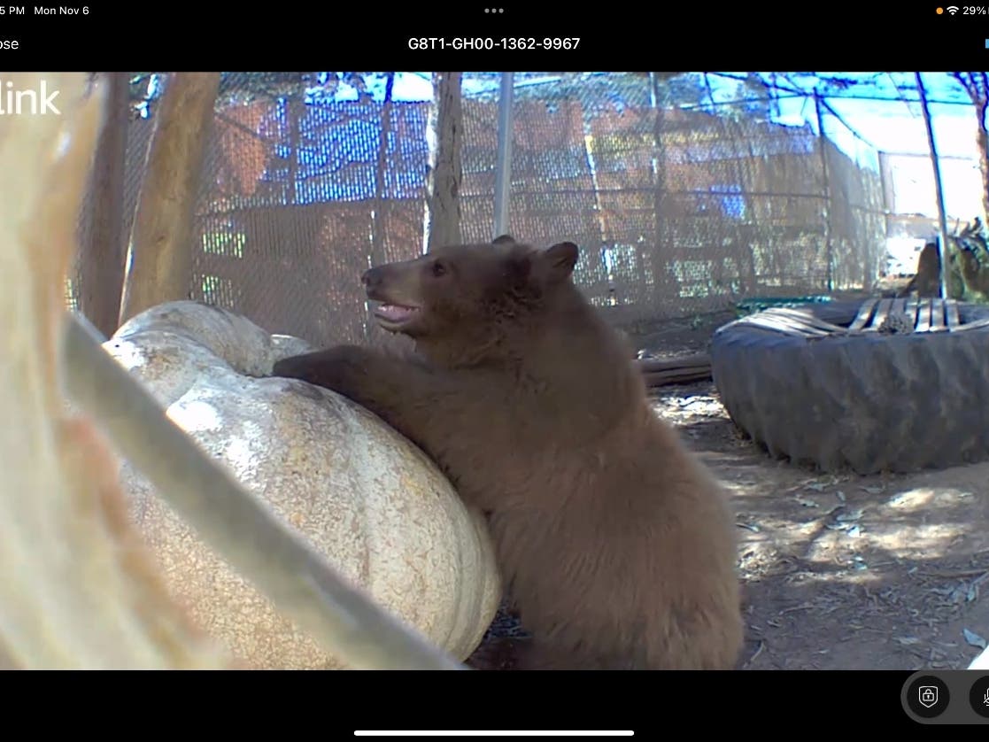 Massive Pumpkin Gifted To Orphaned Bear Cubs At Ramona Wildlife Center ...