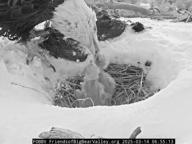 1 Of 3 Big Bear Eaglets Seems To Be Missing From Nest Amid Snow Storm ...