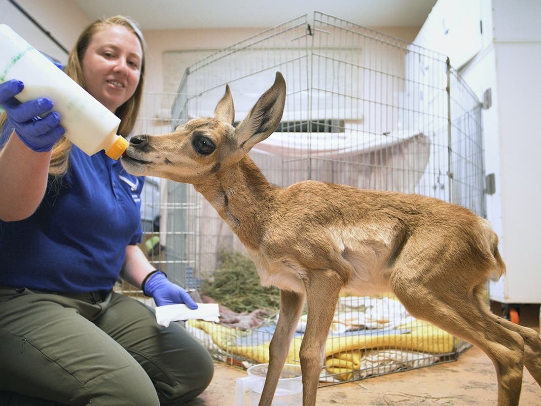 Baby Pronghorn Fawn, Saved From New Mexico, Has New Home At San Diego ...