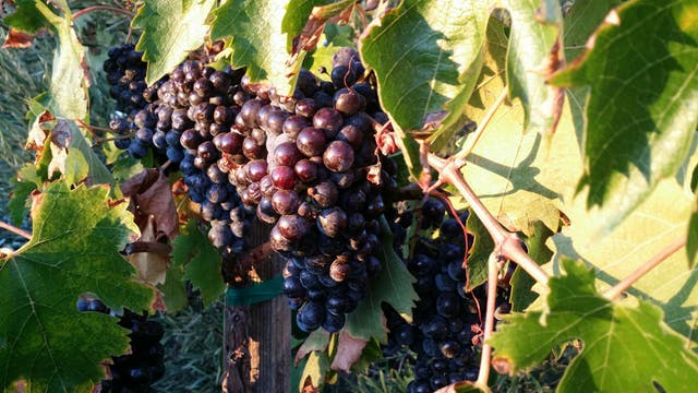 Harvesting Heritage In Temecula Valley: A Look At Hispanic Winemakers ...