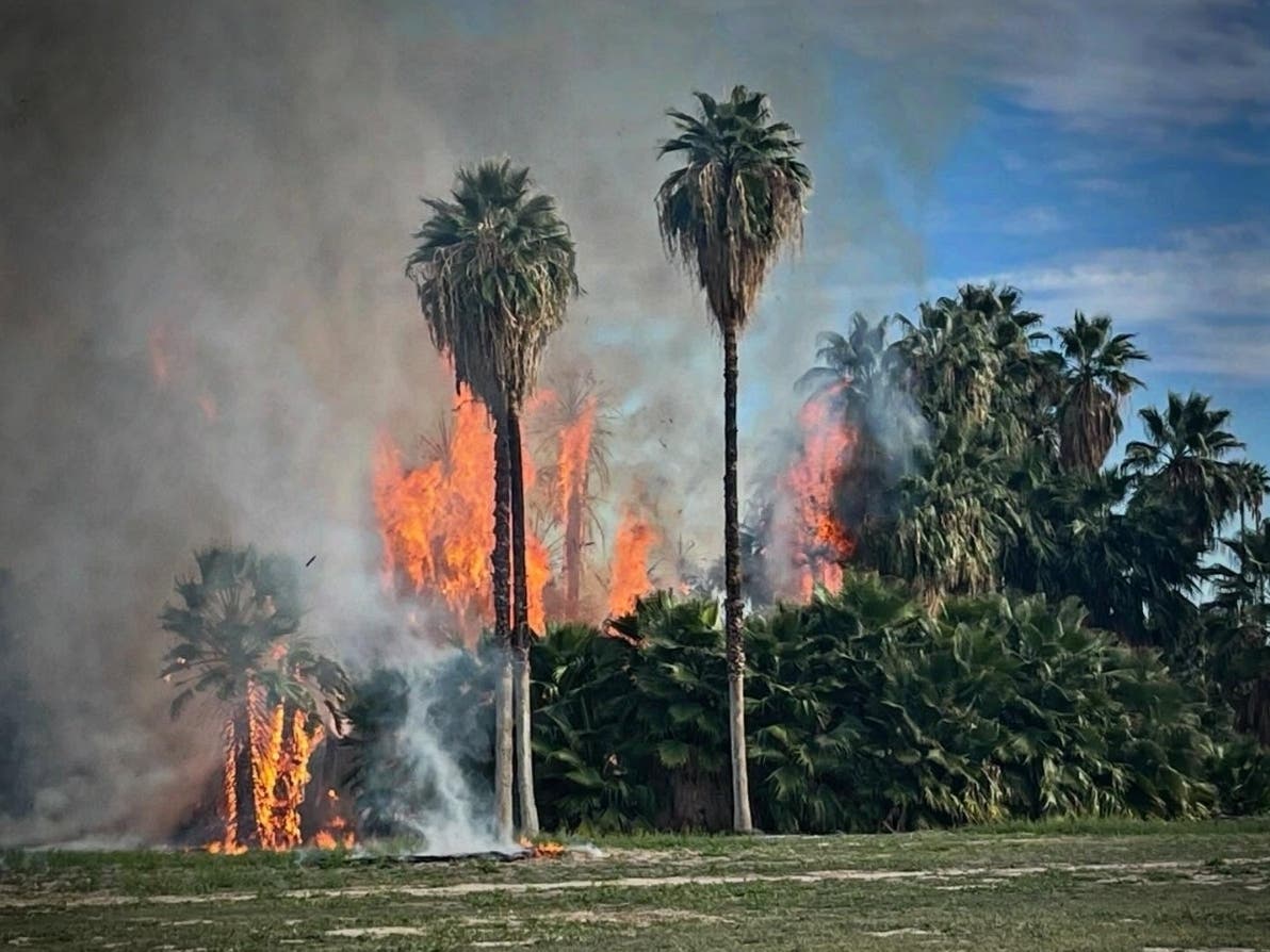 100 Palm Trees Lost To Arson, Landscape Of Prescott Preserve Altered ...