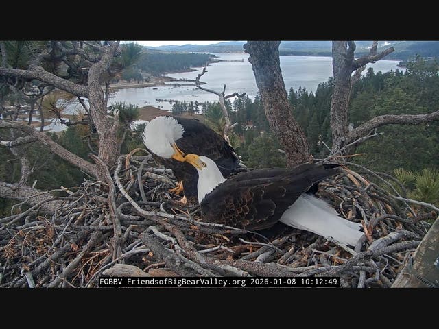 Save Big Bear Bald Eagle Nest From Large Development, $10M Fundraiser ...