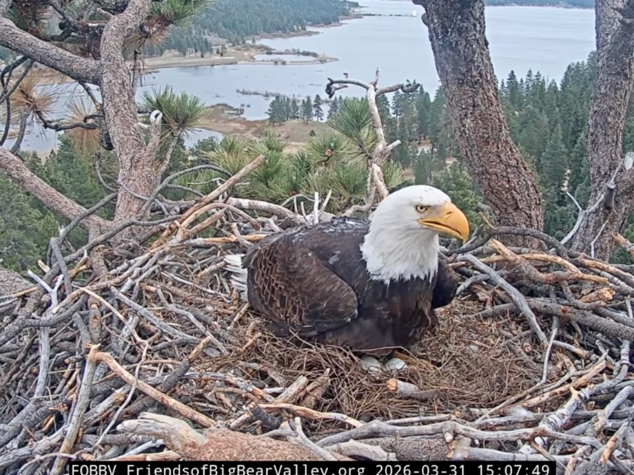 Big Bear Bald Eagles 'Pip Watch' Underway Amid Mountain Winds | Lake ...