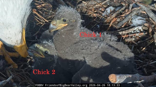 Bald Eaglets Named By Big Bear School Children: Meet Sandy And Luna ...