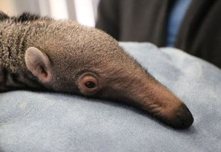 Please Look At The Nashville Zoo's New Baby Anteater | Antioch, TN Patch